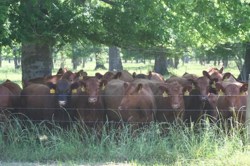 TR Registered Red Angus