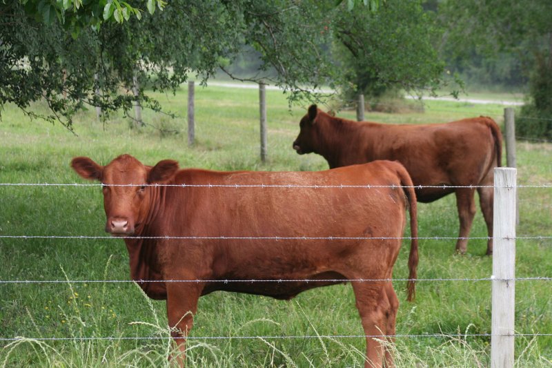 TR Registered Red Angus
