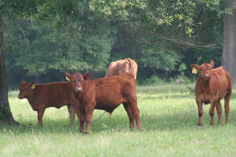 TR Registered Red Angus